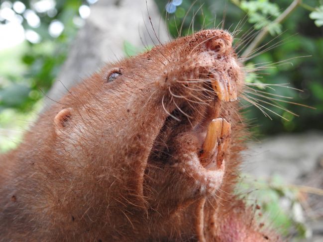 La Jornada Maya | Quintana Roo | Ana Ramírez | Tuza yucateca, parte de la gastronomía típica de ...